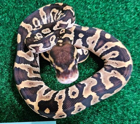 Angry Ball Angolan X Banana Ball Python More Python By Gondwana Reptiles