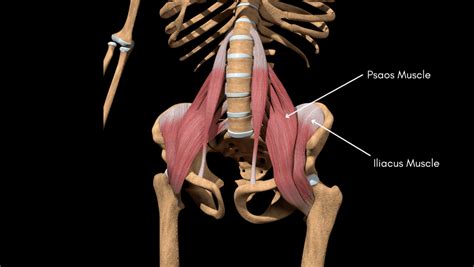 Hip Flexor Location