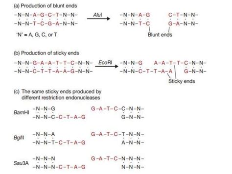 Dna Manipulation Enzymes Pptx