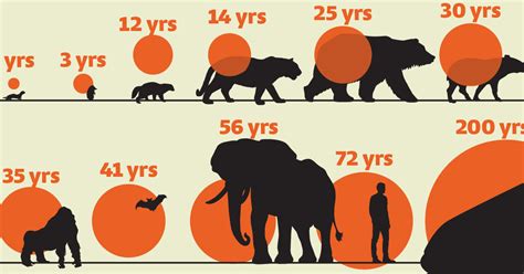 Visualizing The Average Lifespans Of Mammals