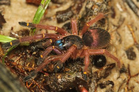 Emerald Skeleton Tarantula