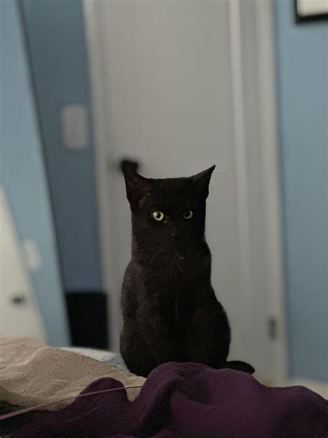 Smol Void R Voidcats