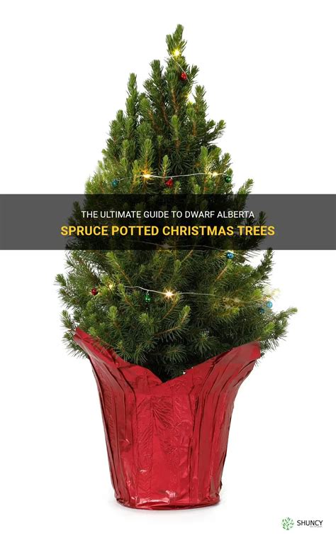 The Ultimate Guide To Dwarf Alberta Spruce Potted Christmas Trees Shuncy