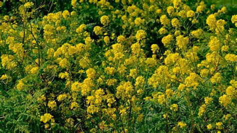 Flowers Grass Herb Free Stock Video Pixabay