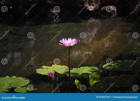 Close Up Shot Of Nymphaea Caerulea Lotus Flowers In The Pond Stock