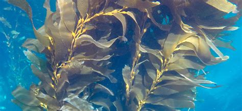 La Macrocystis pyrifera en agricultura Bioestimulantes Agrícolas