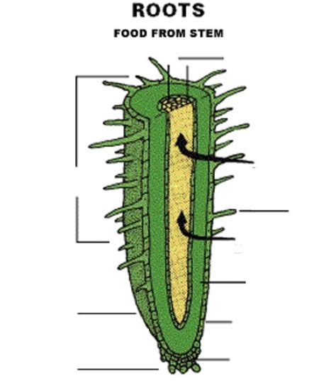 Science Sg For Q2 Roots Diagram Diagram Quizlet