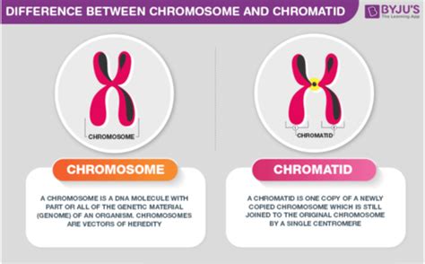 Biology Meiosis And Chromosomal Abnormalities Flashcards Quizlet