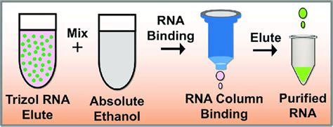 Experimental Scheme For RNA Purification Download Scientific Diagram