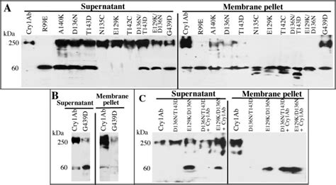 Panel A Cry1ab And Mutant Protoxins Were Proteolytically Activated
