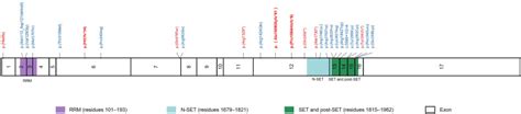 Setd1b Variants Associated With Absence Seizures European Journal Of Paediatric Neurology