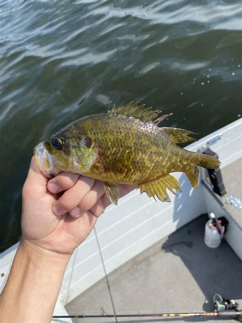 Fish Identification R Fishing