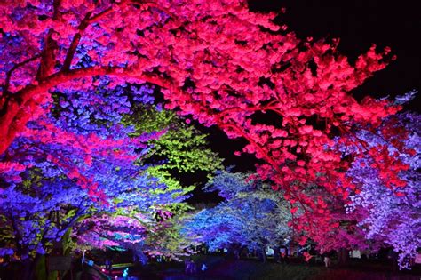 観音寺川の桜7色ledライトアップ｜東北の観光スポットを探す 旅東北 東北の観光・旅行情報サイト