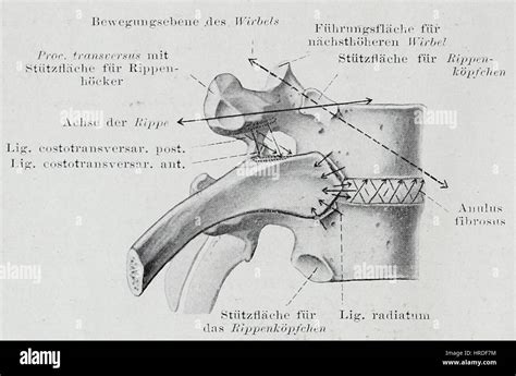 Braus 1921 68 Stock Photo - Alamy