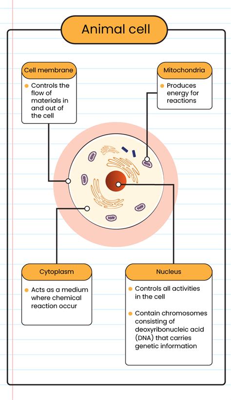 Cell Structure Function And Organisation