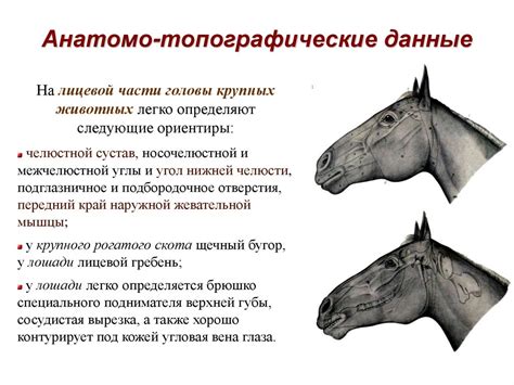 Топографическая анатомия и операции в области головы у животных ...