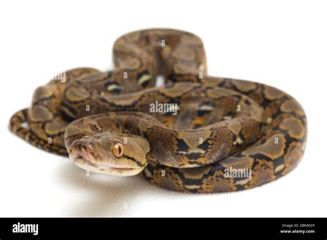 reticulated python python reticulatus isolated on white background