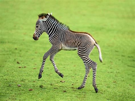 Soñar Con Cebra Bebé