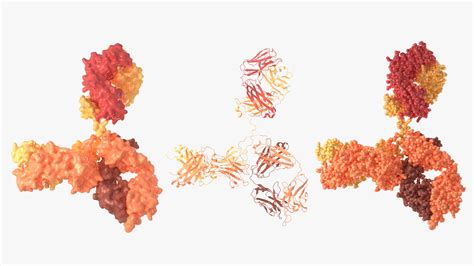 3d Human Antibody Of The Igg Class Model Turbosquid 2094870