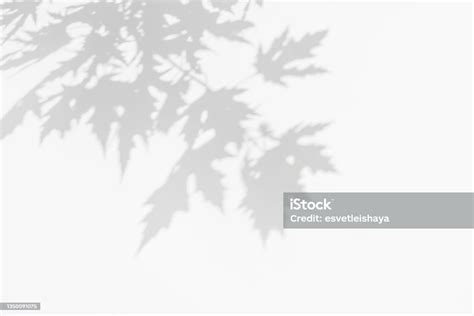브랜딩을 위한 섀도우 오버레이 효과 모형 자연 조명의 장면 흰색 벽에 단풍 나무 가지의 밝은 회색 그림자 복사 공간이 있는 배너 0명에 대한 스톡 사진 및 기타 이미지