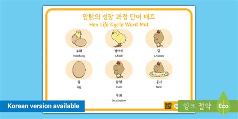 암탉의 성장과정 단어 매트 Life Cycle Of A Hen Word Mat