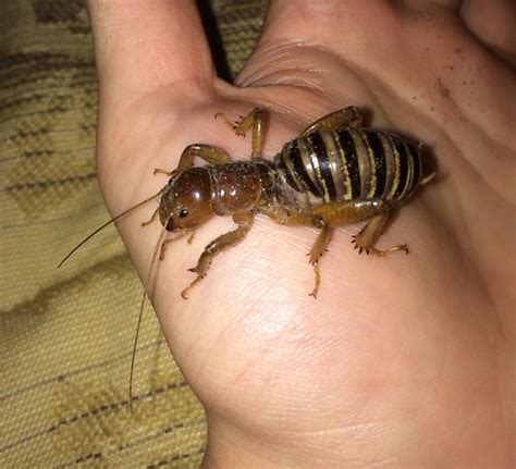 Jerusalem Cricket Ammopelmatus Bugguide