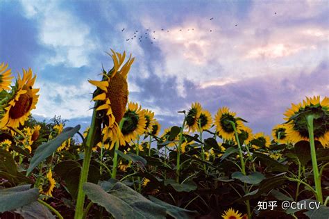Depth Anything V2：更稳健、精细的单目深度估计 知乎