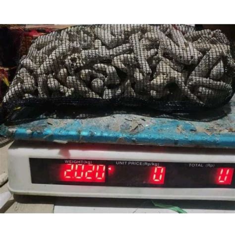 Jual Karang Jahe Plus Waring 2kg Karang Jahe Media Filter Filter