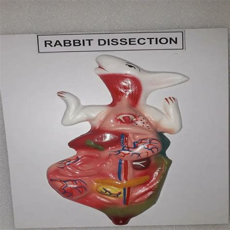 Rabbit Dissection Model At Rs 550 Laboratory Models In Ambala Id