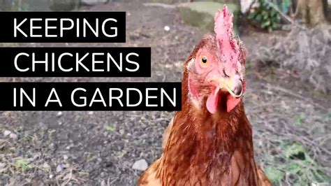 Keeping Chickens In A Garden A Complete Guide For City Folk ∞ Bournebright