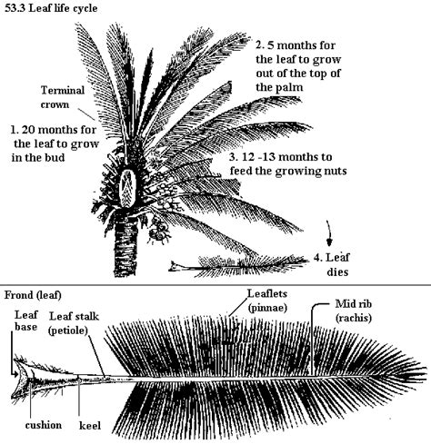 Coconut Frond The Versatile Palm Leaf