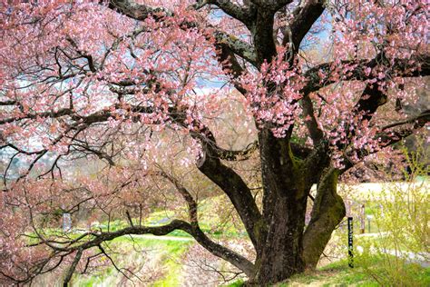 上ノ平城跡の一本桜b by 黒太 ID11697649 写真共有サイト PHOTOHITO