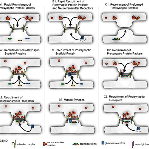 Development Of Glutamatergic Synapses In The Central Nervous System