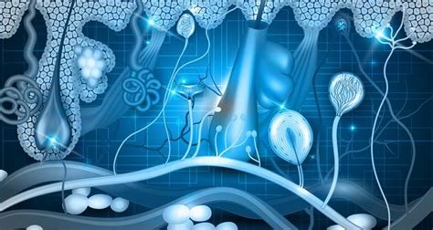 Células De Merkel Fundación Piel Sana Aedv
