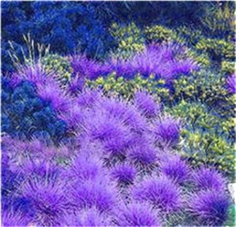 200 Pcs Blue Fescue Grass Seeds Beautiful Perennial Bestseedsonline