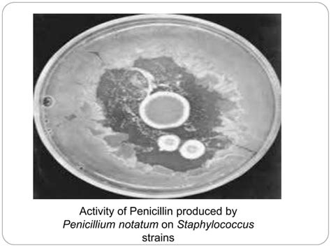 Bacteriocins An Alternative To Antibiotics Pptx