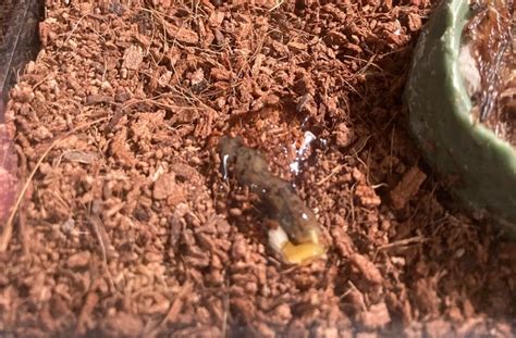 Do Leopard Geckos Pee The Truth About Gecko Bathroom Habits Best Of 2024