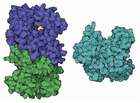 Pdb 101 Molecule Of The Month Luciferase