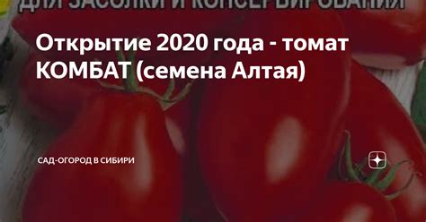 Открытие 2020 года - томат КОМБАТ (семена Алтая) | Сад-огород в Сибири ...