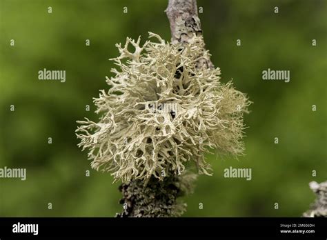 Lichen Growing On A Tree Close Up Stock Photo Alamy