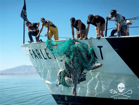 Tráfico de totoaba ya es delincuencia organizada Al Segundo