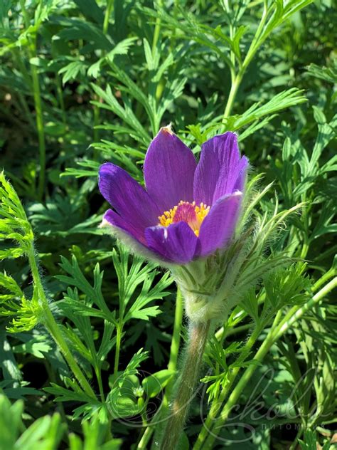Прострел обыкновенный (Pulsatilla vulgaris `Pinwheel Blue Violet Shades ...