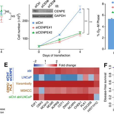 Cenpe Regulates Cell Growth In Crpc Specifically A And B Download Scientific Diagram