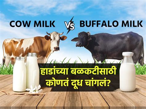 गायीचं की म्हशीचं हाडांच्या बळकटीसाठी कोणतं दूध चांगलं कॅल्शियम