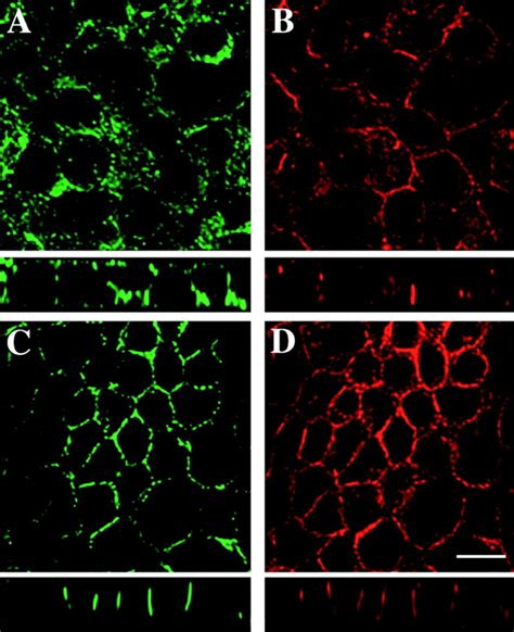 Activation of GTP binding proteins by GTPγS prevents redistribution of Download Scientific
