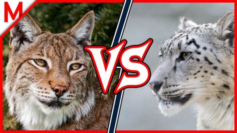 8💥lynx Vs Snow Leopard Hippo Vs White Rhino Winner Youtube