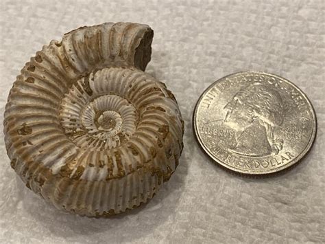 Is This A Fossil Or Something Else R Fossilhunting