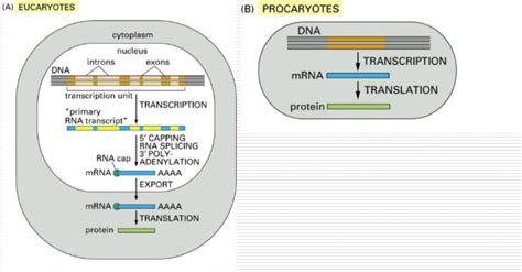 Solved Summarize Explain And SIMPLIFY The Steps Leading From Gene To