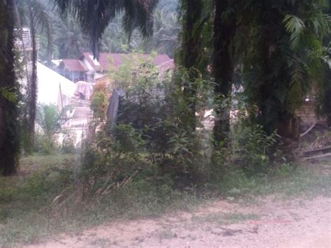 Kawasan Hutan Yang Disulap Jadi Kebun Sawit Ternyata Tak Bersertifikat