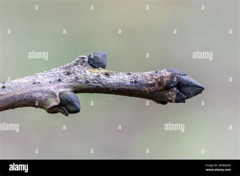 Ash Tree Fraxinus Excelsior Close Up Showing The Black Buds England